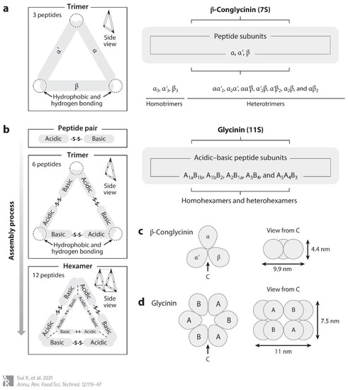 Effect of Freezing on Soybean Protein Solution
