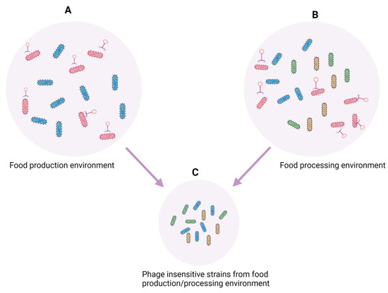 Bacteriophages for the Targeted Control of Foodborne Pathogens