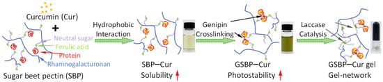 Laccase-Induced Gelation of Sugar Beet Pectin–Curcumin Nanocomplexes ...
