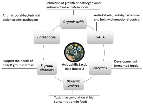 The Impacts of Acidophilic Lactic Acid Bacteria on Food and Human ...