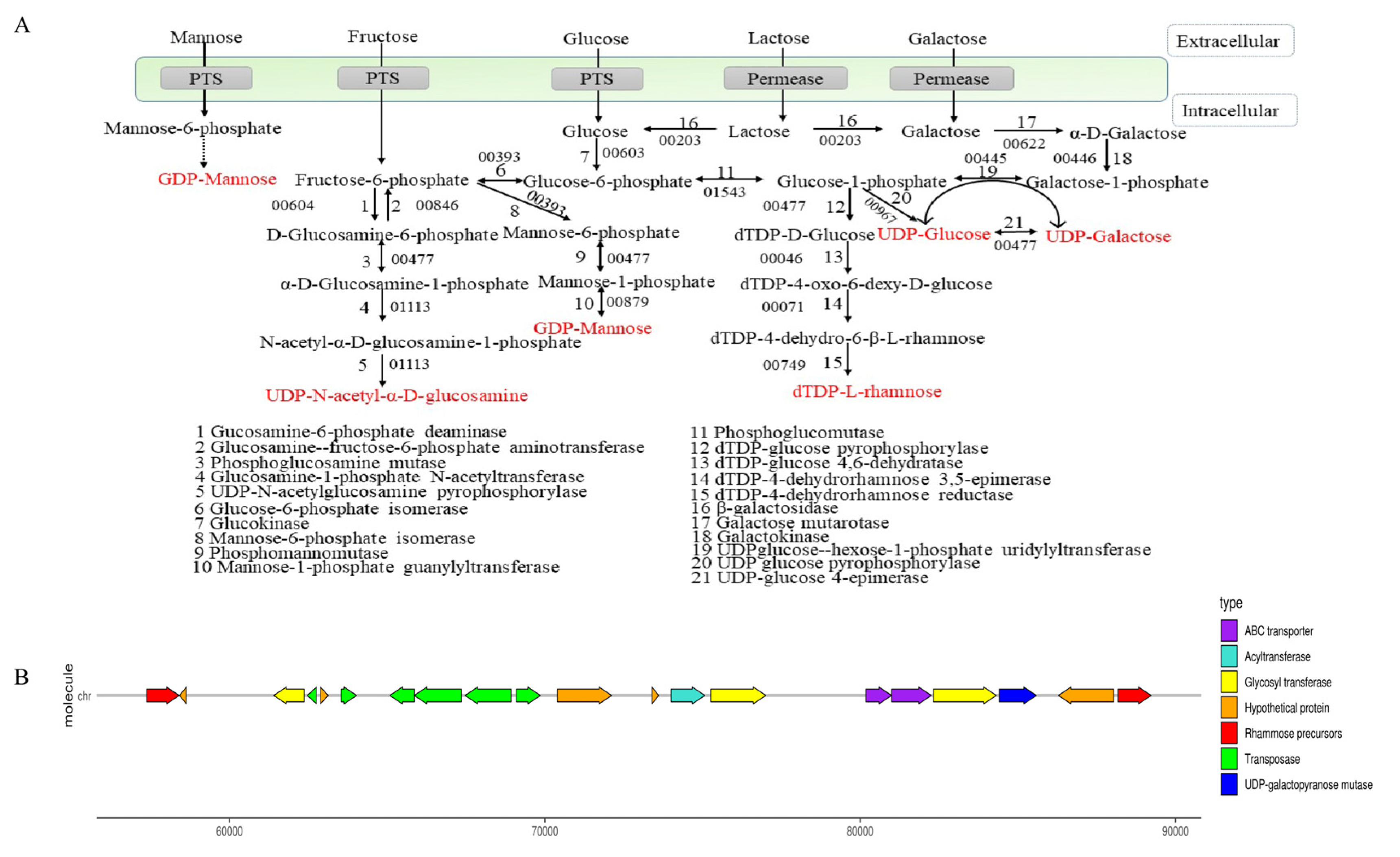 Genome Analysis of Bifidobacterium Bifidum E3, Structural ...