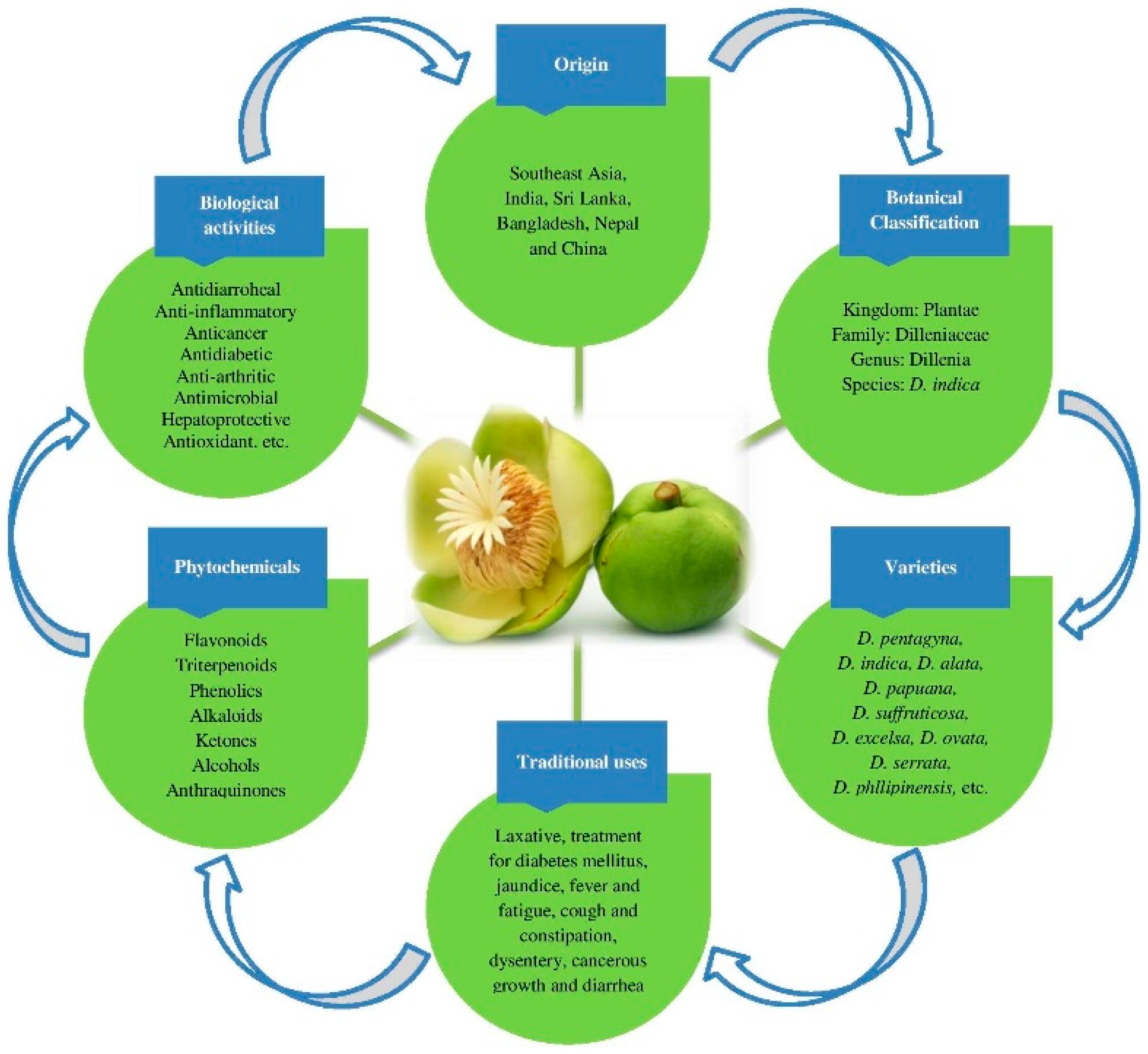 Bioactive Compounds and Health-Promoting Properties of Elephant Apple ...