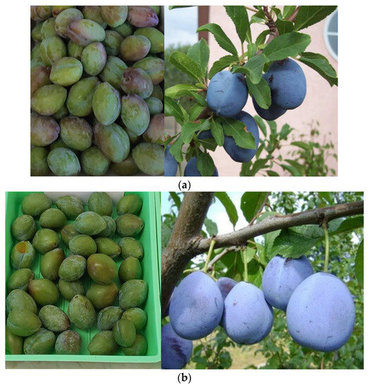 Assessment of Maturity of Plum Samples Using Fourier Transform Near ...