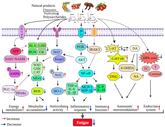 Dietary Polysaccharides Exert Anti-Fatigue Functions via the Gut-Muscle ...