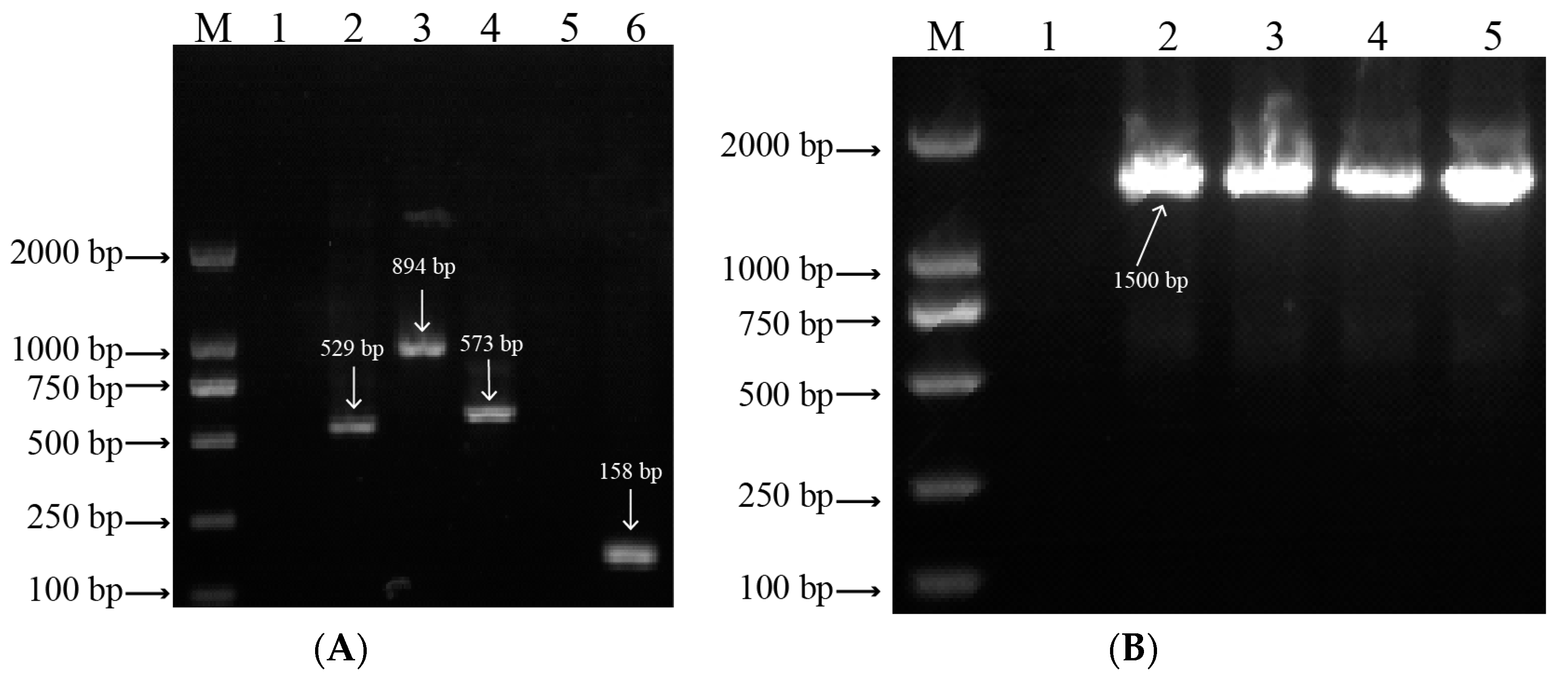 Effects of Low-Molecular-Weight Glutenin Subunit Encoded by Glu-A3 on ...