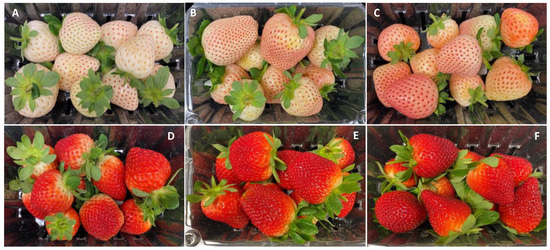 Physicochemical Quality, Polyphenol Profiles, and Postharvest ...