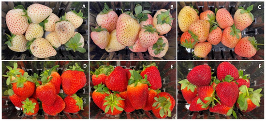 Physicochemical Quality, Polyphenol Profiles, and Postharvest ...