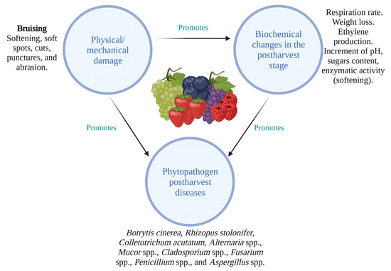 Nano and Technological Frontiers as a Sustainable Platform for Postharvest Preservation of Berry ...