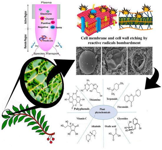 Cold Plasma-Assisted Extraction of Phytochemicals: A Review