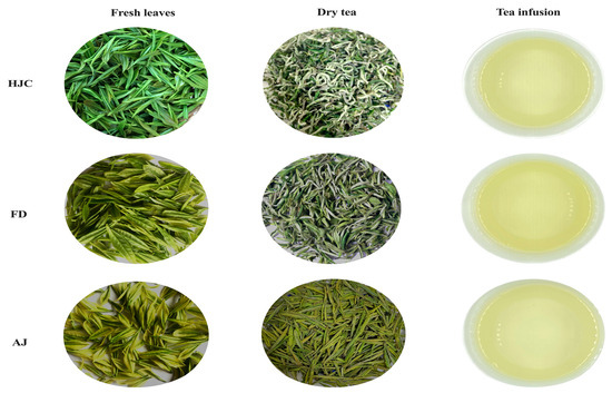 Characterization of the Sensory Properties and Quality Components of ...