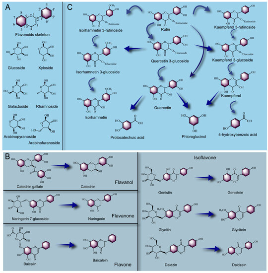 Foods | Free Full-Text | Effects of Fermentation on Bioactivity and the ...