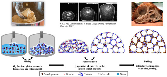 Wheat Flour Quality Assessment by Fundamental Non-Linear Rheological ...