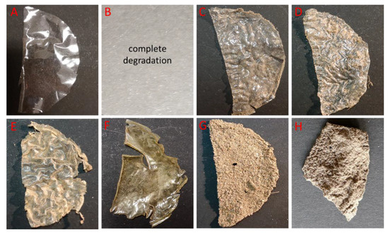 Biodegradable Chitosan-Based Films as an Alternative to Plastic Packaging