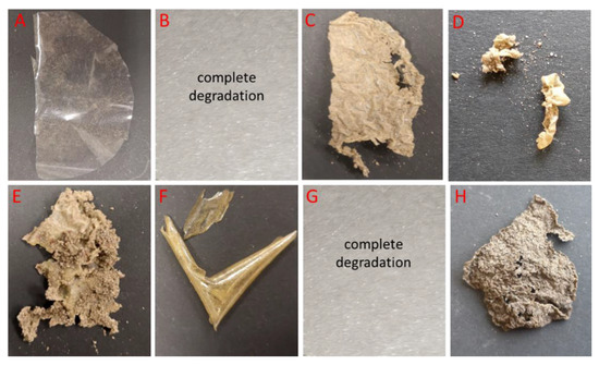 Biodegradable Chitosan-Based Films as an Alternative to Plastic Packaging