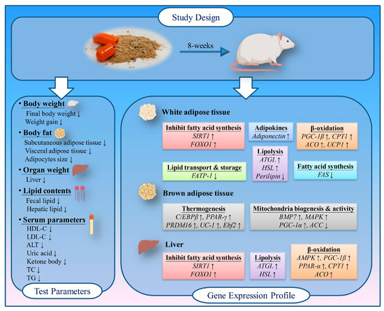 Mei-Gin Formula Ameliorates Obesity through Lipolysis, Fatty Oxidation ...