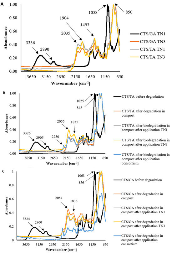 Application Potential of Trichoderma in the Degradation of Phenolic Acid-Modified Chitosan