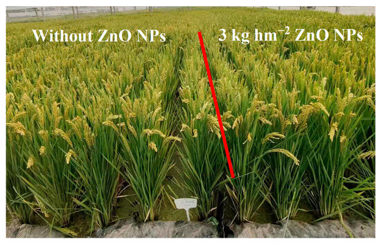 Foliar Spraying of ZnO Nanoparticles Enhanced the Yield, Quality, and ...