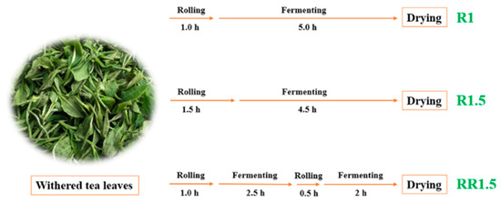 Re-Rolling Treatment in the Fermentation Process Improves the Aroma ...