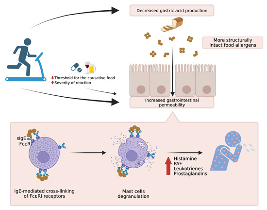 Food-Dependent Exercise-Induced Anaphylaxis: A Distinct Form of Food ...