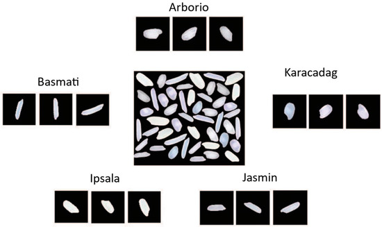 On Application of Lightweight Models for Rice Variety Classification ...