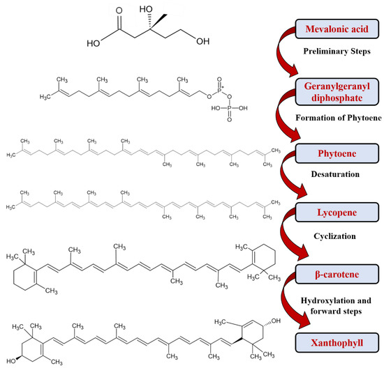 Recent Advances in the Carotenoids Added to Food Packaging Films: A Review