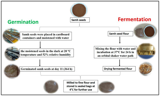 The Effect of Germination and Fermentation on the Physicochemical ...