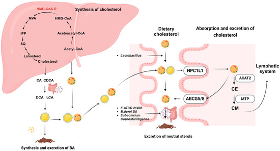 Effect of Gut Microbiota on Blood Cholesterol: A Review on Mechanisms