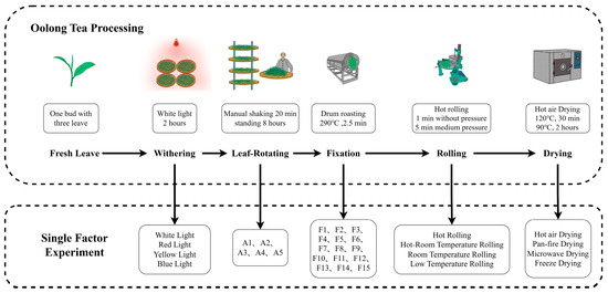Optimizing Processing Techniques of Oolong Tea Balancing between High Retention of Catechins and ...