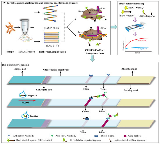 Isothermal Amplification and CRISPR/Cas12a-System-Based Assay for Rapid, Sensitive and Visual ...