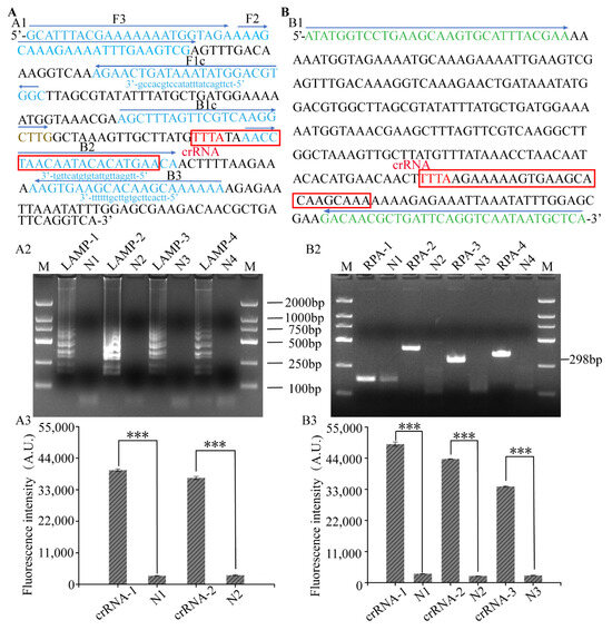 Isothermal Amplification and CRISPR/Cas12a-System-Based Assay for Rapid, Sensitive and Visual ...