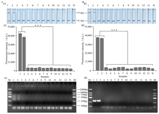 Isothermal Amplification and CRISPR/Cas12a-System-Based Assay for Rapid, Sensitive and Visual ...