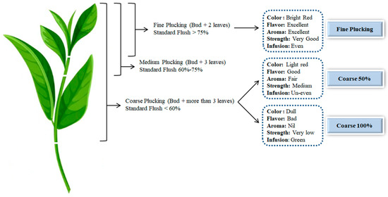 Tea Harvesting and Processing Techniques and Its Effect on ...