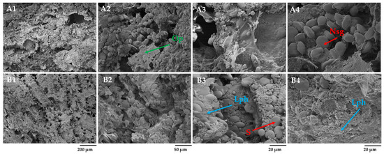 The Impact of Fermented Scald on Rye and Hull-Less Barley Dough and ...