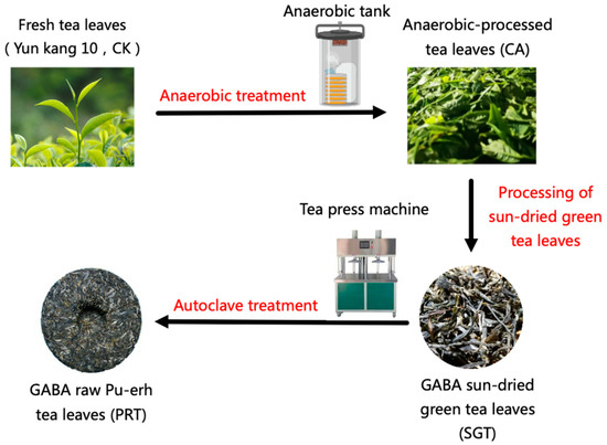 The Characteristic Aroma Compounds of GABA Sun-Dried Green Tea and Raw ...