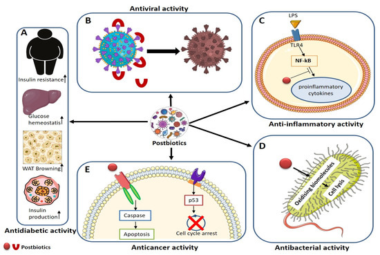 Postbiotics: Functional Food Materials and Therapeutic Agents for ...