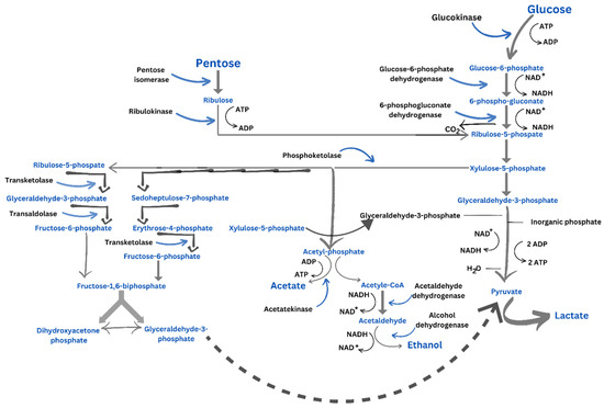 Leuconostoc citreum: A Promising Sourdough Fermenting Starter for Low ...