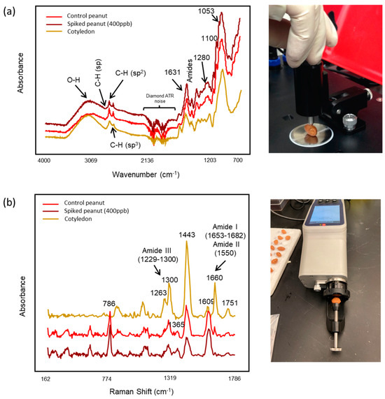 Nondestructive and Rapid Screening of Aflatoxin-Contaminated Single ...
