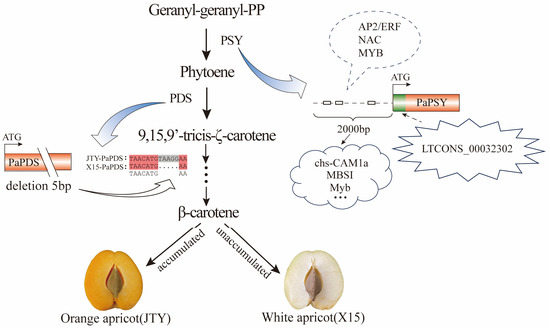 15-cis-Phytoene Desaturase and 15-cis-Phytoene Synthase Can Catalyze ...