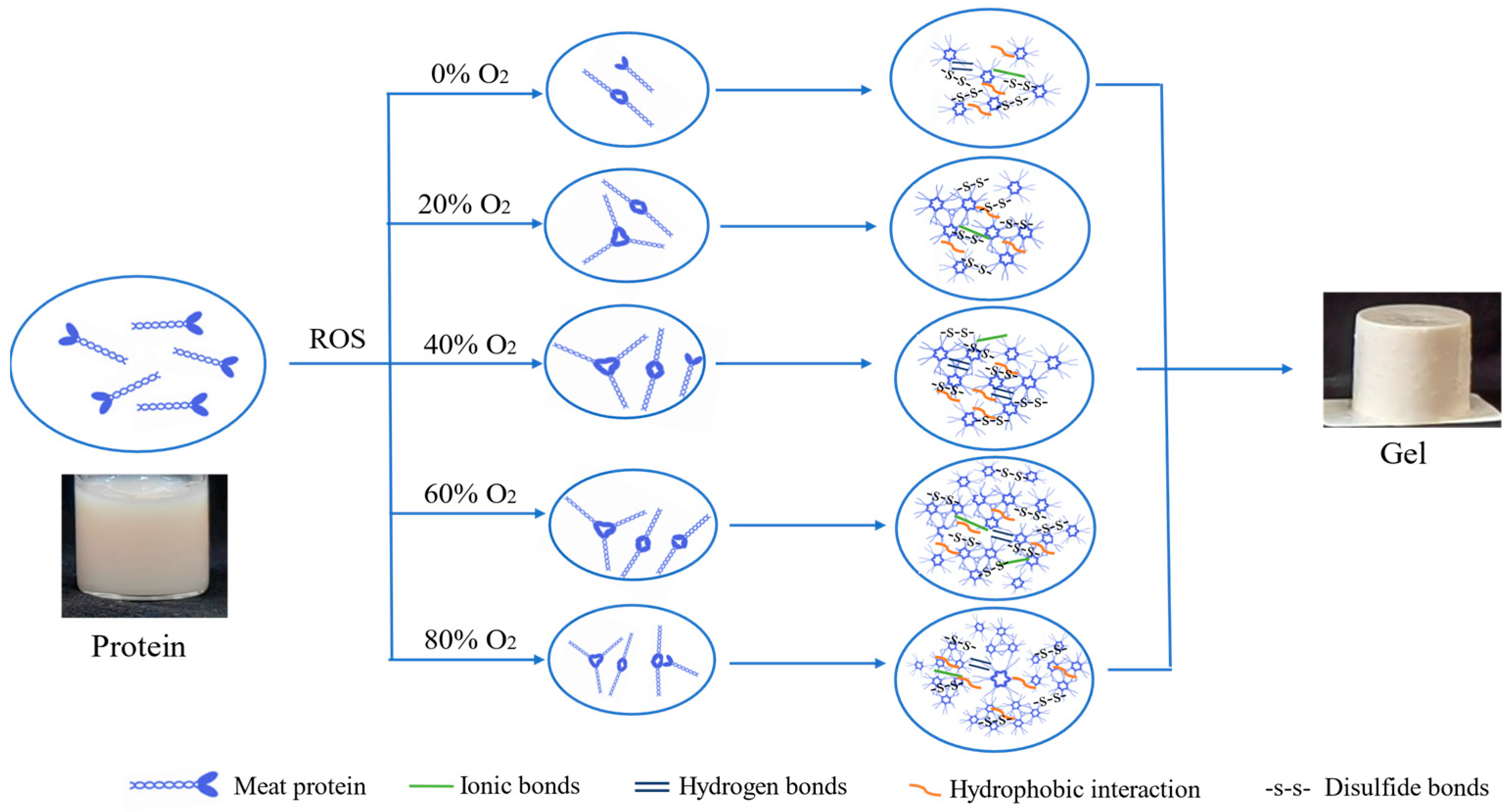 Foods | Free Full-Text | Oxidative Modification, Structural Conformation, and Gel Properties of ...