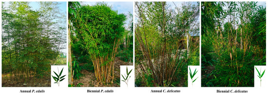 Effects of the Species and Growth Stage on the Antioxidant and ...