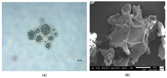 A Comparative Study of Freshwater Fish Burgers Made from Three ...