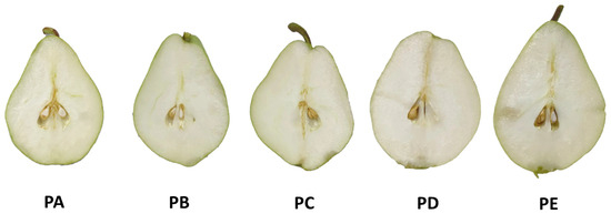 Rapid Determination of Different Ripening Stages of Occidental Pears ...