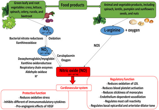 The Cardioprotective Role of Nitrate-Rich Vegetables
