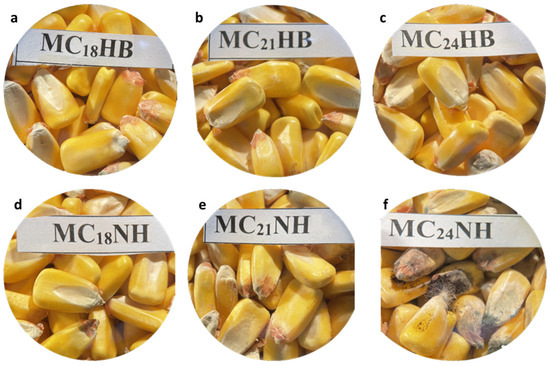 Hermetic Bags: A Short-Term Solution to Preserve High-Moisture Maize ...