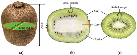 Multiscale Static Compressive Damage Characteristics of Kiwifruit Based ...