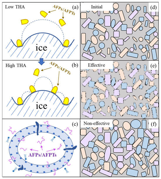 Cryoprotective Effects and Quality Maintenance of Antifreeze Proteins ...