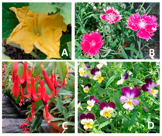 Phytochemical, Nutritional and Mineral Content of Four Edible Flowers