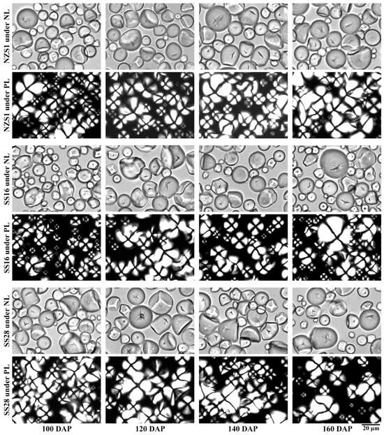 Structural, Thermal, Pasting and Digestion Properties of Starches from Developing Root Tubers of ...