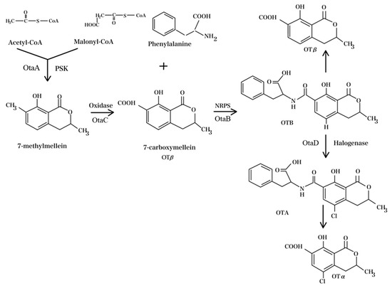 Foods | Free Full-Text | Comprehensive Insights into Ochratoxin A ...