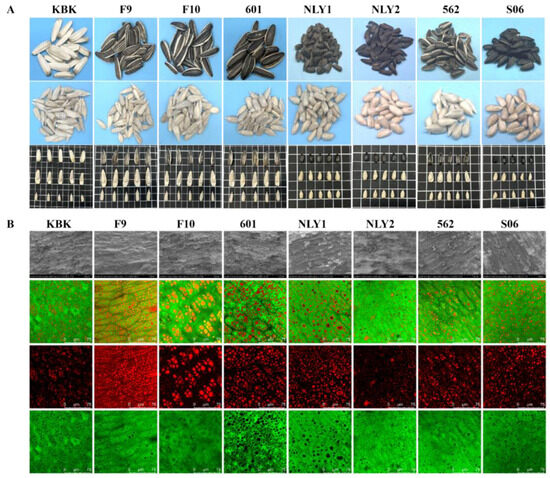 Properties and Characterization of Sunflower Seeds from Different ...